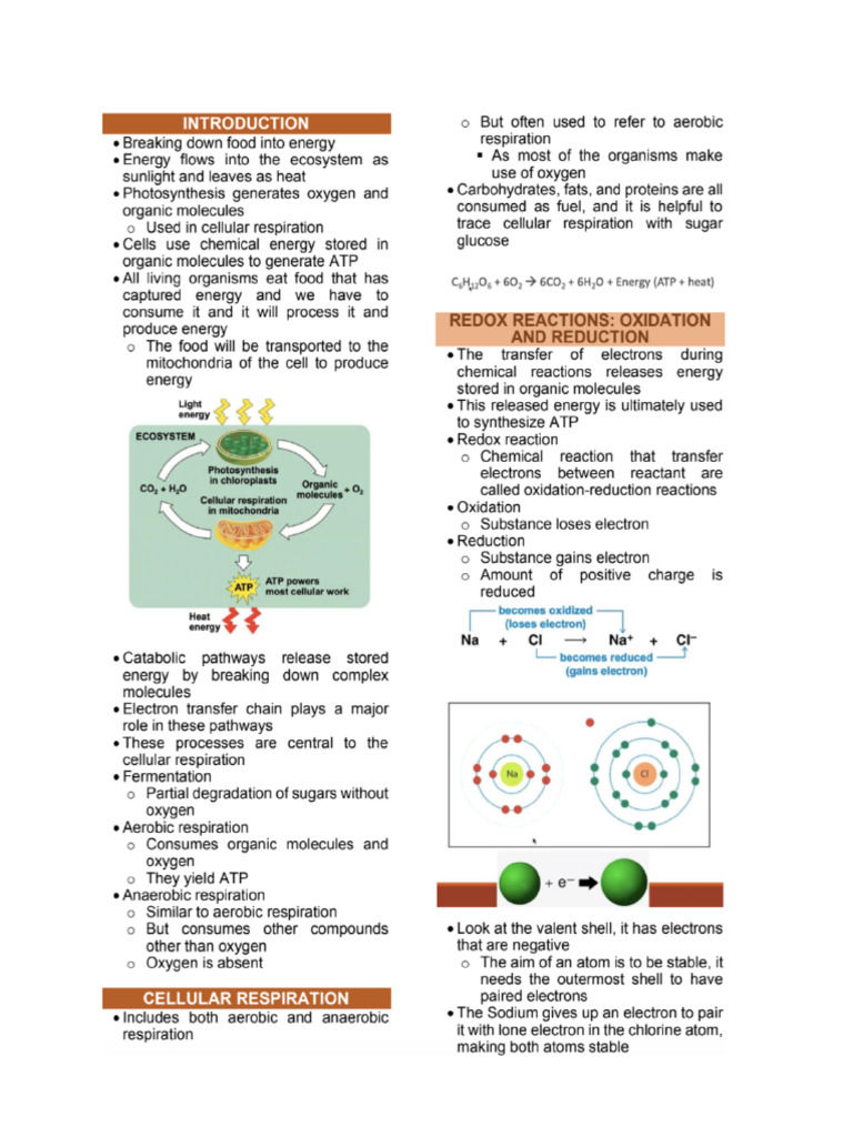 Zoolfun Cellular Respi | PDF
