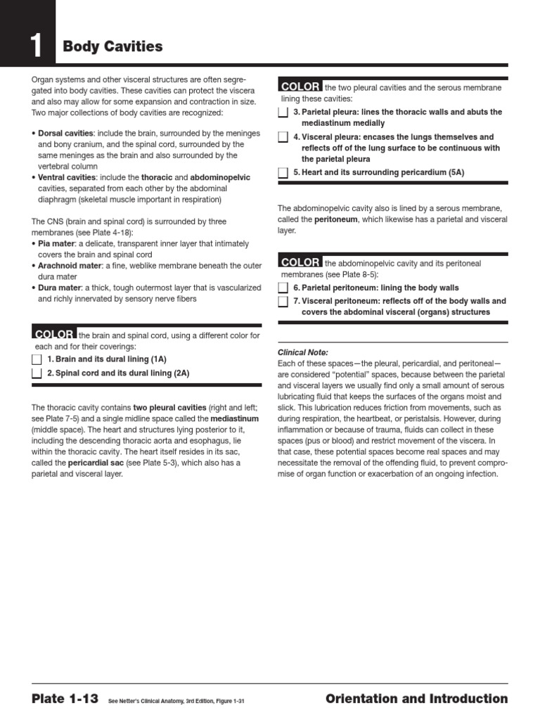 Anatomy Coloring Book - Page 29 | PDF | Peritoneum | Thorax (Human Anatomy)