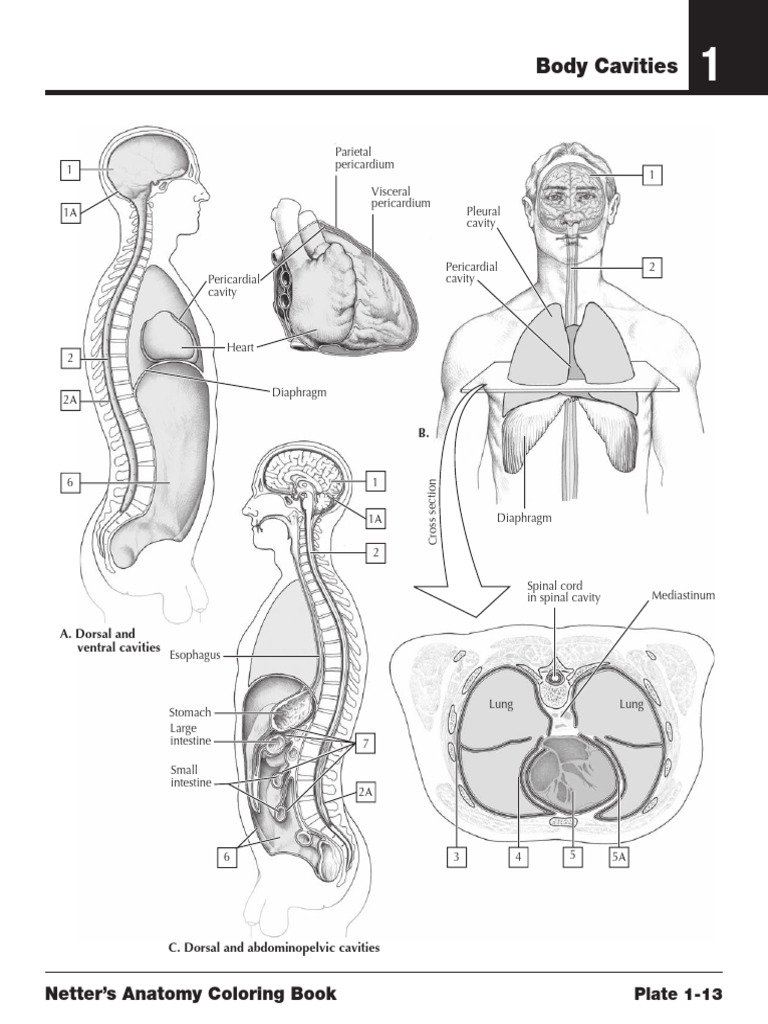 Anatomy Coloring Book - Page 30 | PDF | Anatomy | Thorax (Human Anatomy)