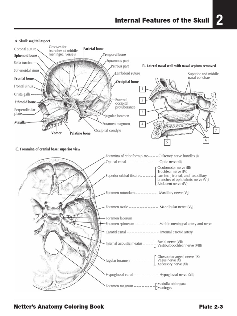 Anatomy Coloring Book - Page 38 | PDF | Human Head And Neck | Human Anatomy