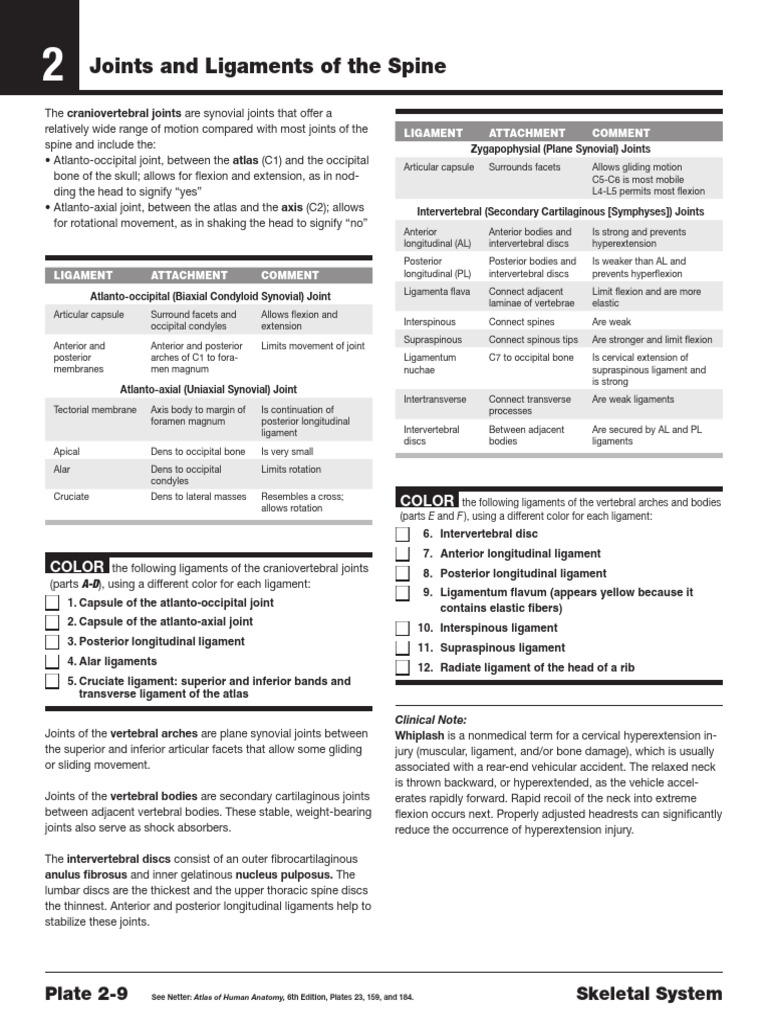 Anatomy Coloring Book - Page 49 | PDF | Vertebra | Joints