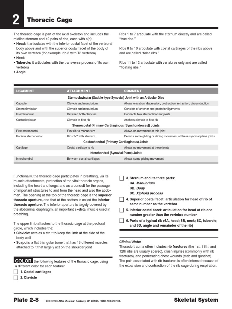 Anatomy Coloring Book - Page 47 | PDF | Thorax | Vertebra