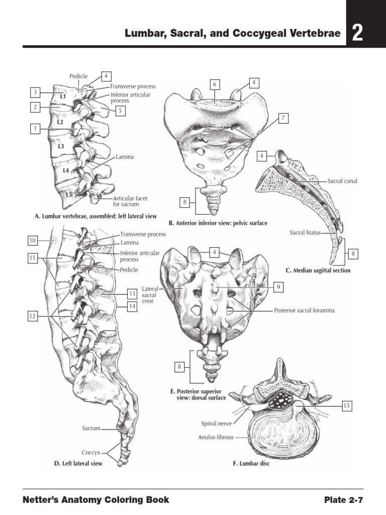 Lumbar and Sacral Vertebrae Coloring Guide | PDF | Vertebra | Skeletal ...