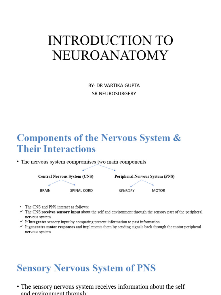 Introduction To Neuroanatomy | PDF | Central Nervous System ...