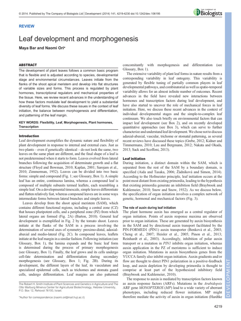 Leaf Development and Morphogenesis | PDF | Auxin | Leaf