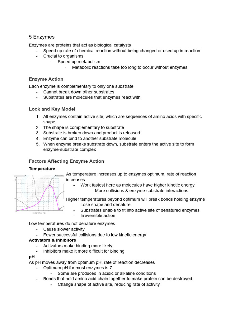 5 Enzymes | PDF