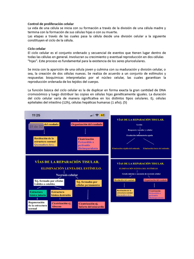 Ciclo y Proliferación Celular | PDF | Biología Celular) | Célula madre