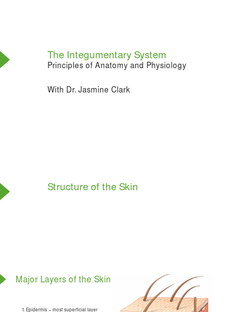 Slides Nursing Physiology The Integumentary System | PDF | Skin | Epidermis