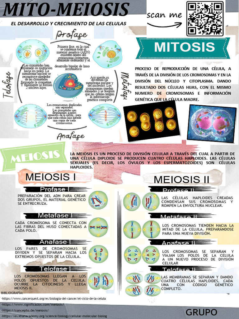 Infografia Mito Meiosis Grupo 6 2 | PDF | Mitosis | Mitosis