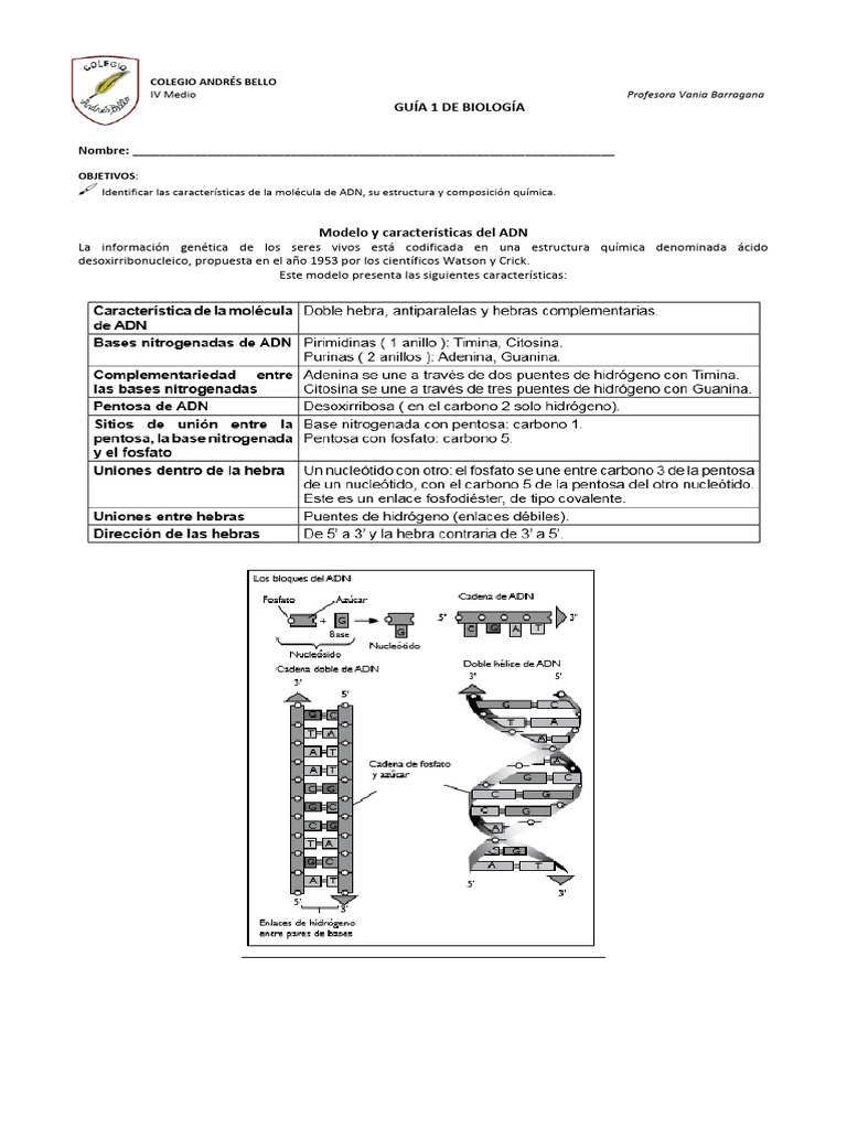 Características del ADN y Actividades | PDF | Adn | Nucleótidos