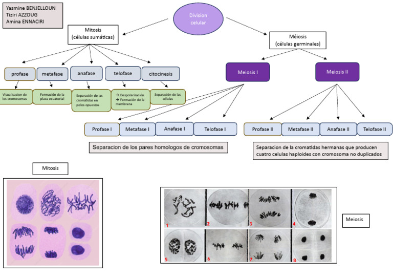 Mapa Division Celular | PDF