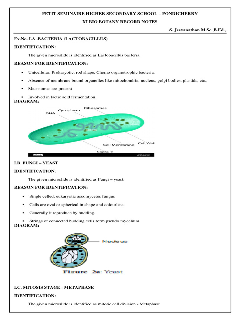 Xi BOT PRACTICAL 2023-24 | PDF | Mitosis | Leaf