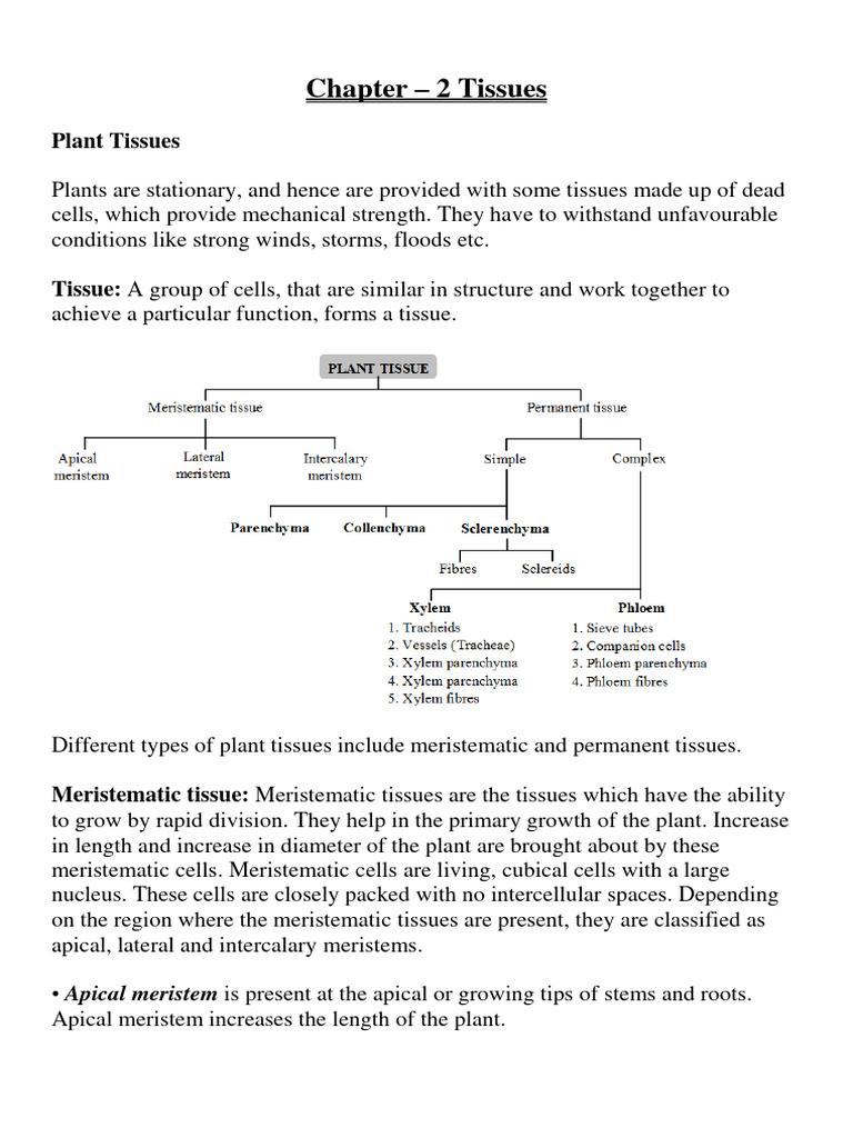 Class 9-Tissues-1 | PDF | Epithelium | Nervous System