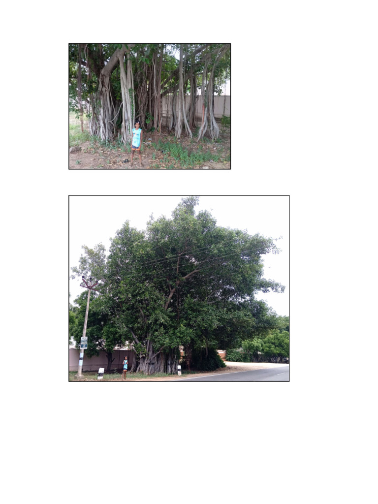 Banyan | PDF
