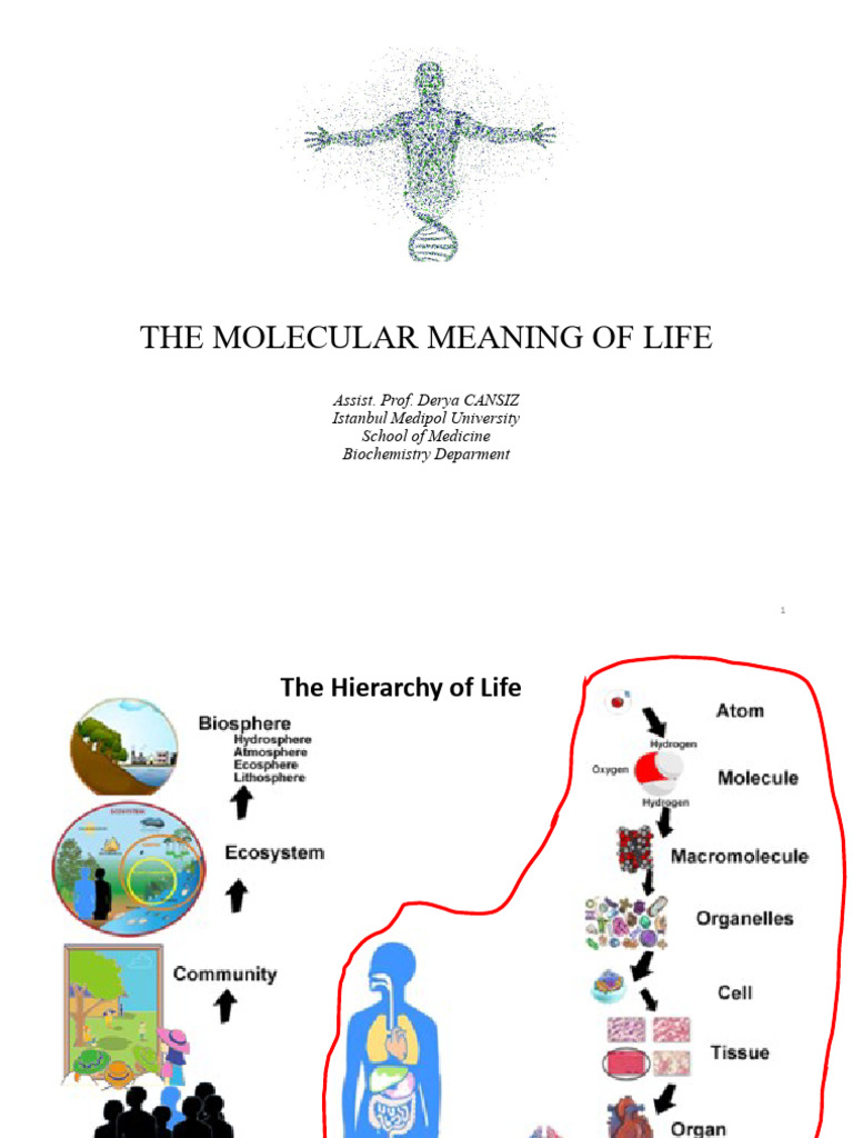 1-2 The Molecular Meaning of Life | PDF | Glucose | Metabolism