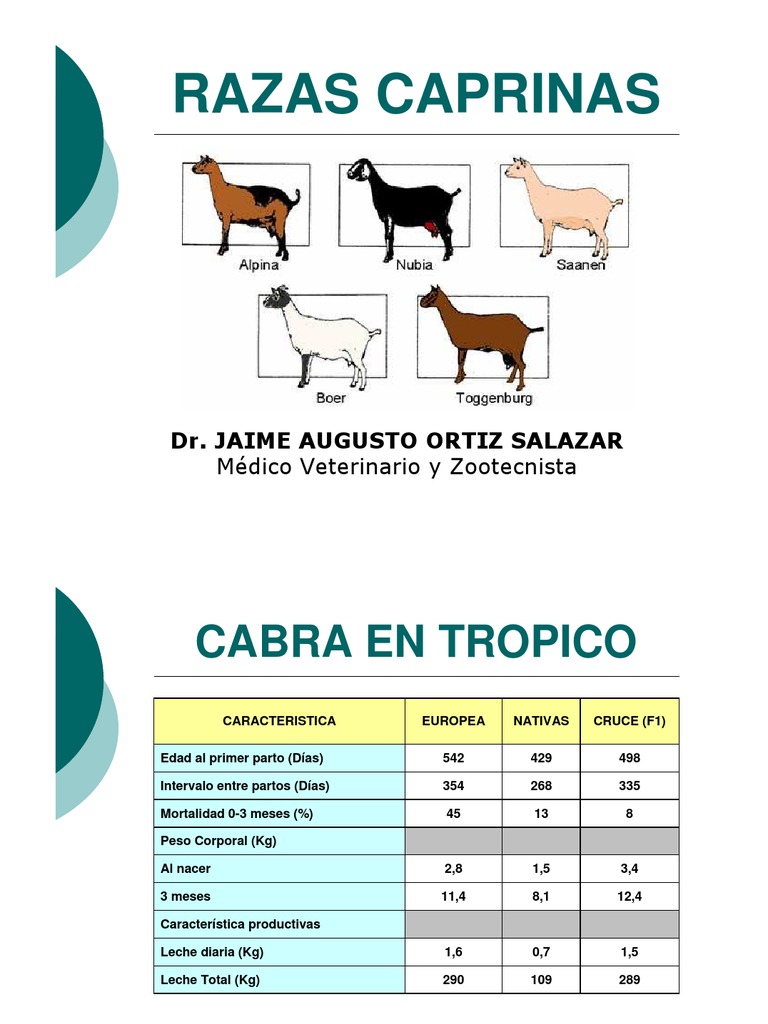 4. RAZAS CAPRINAS | Mamíferos | Alimento y bebida