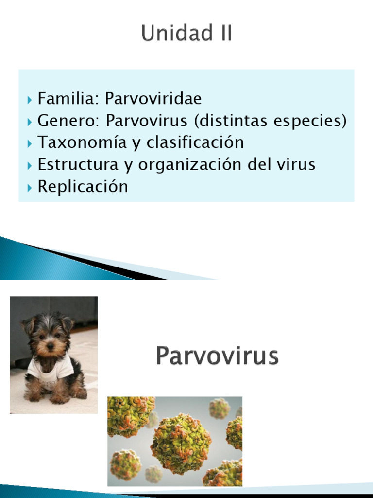 Parvovirus - 2 | PDF | Virus | Hibridación in situ