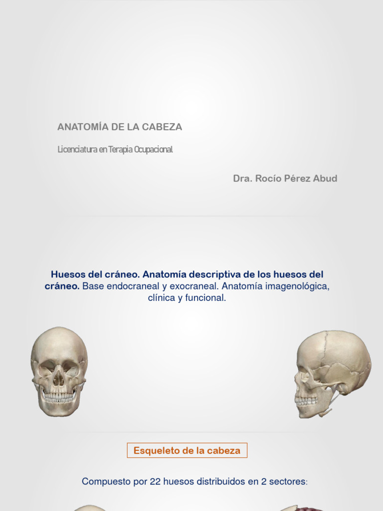 Esqueleto Axial - Anatomia de La Cabeza | PDF | Cráneo | Sistema ...