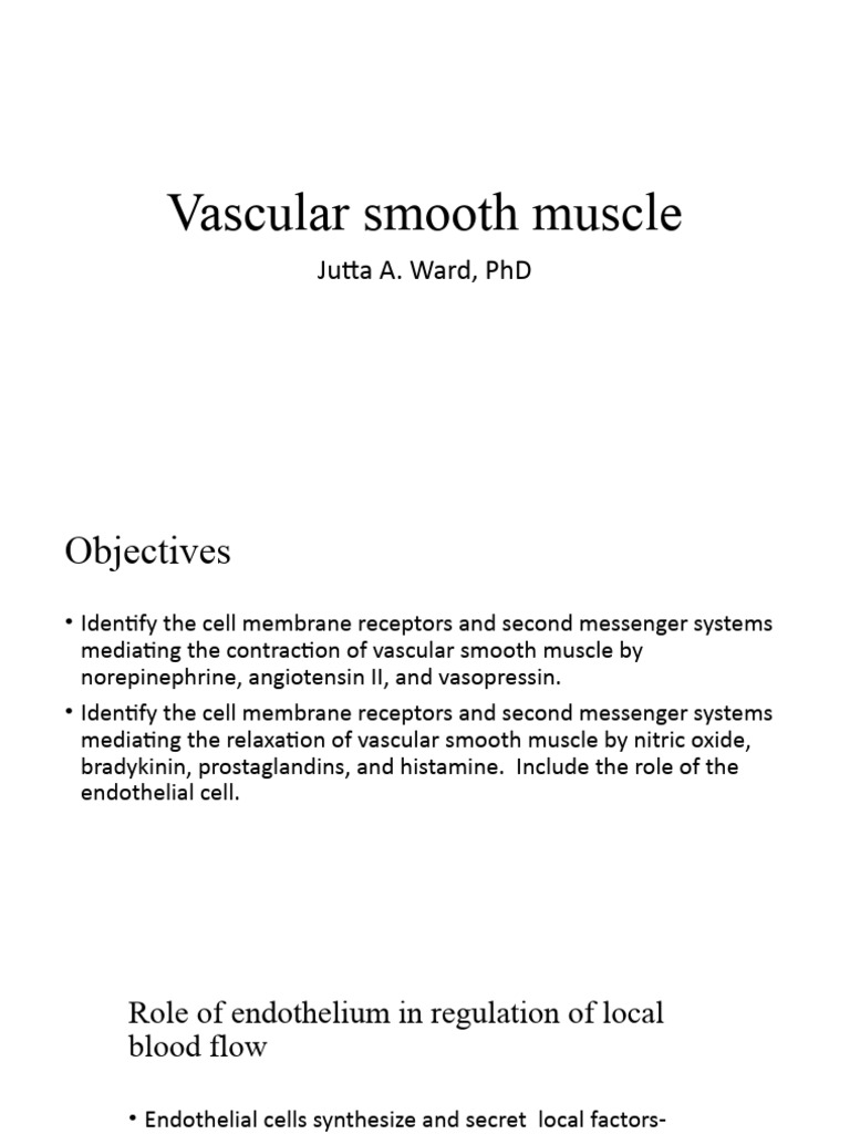 03 - Vascular Smooth Muscle Physiology | PDF | Vasodilation | Nitric ...
