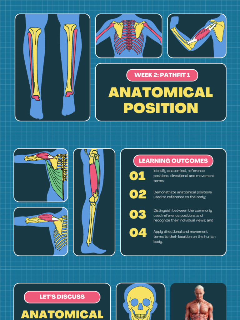 Week 2 Anatomical Position | PDF | Anatomical Terms Of Motion ...