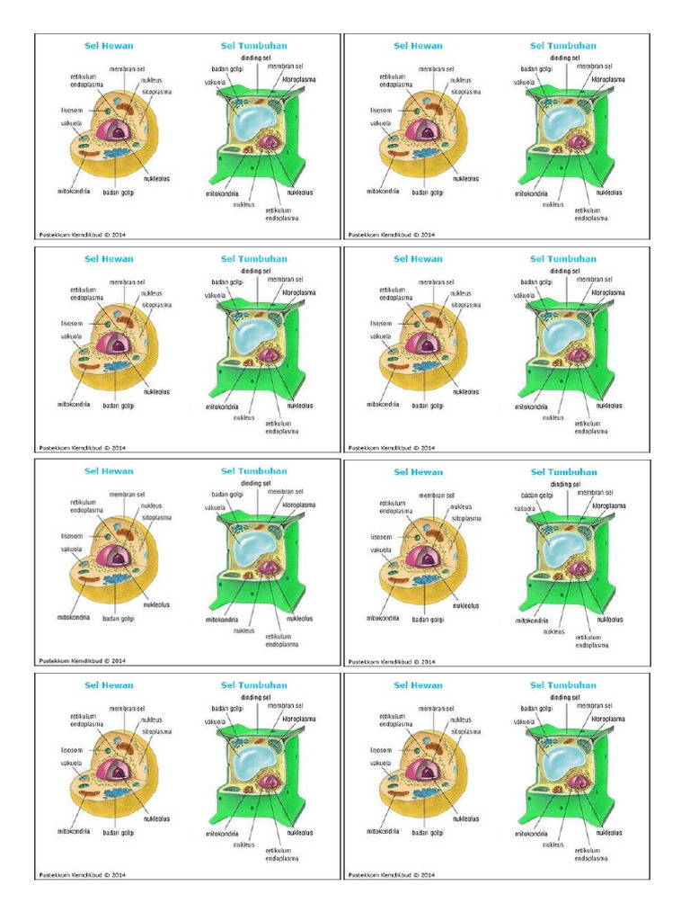 Gambar Sel | PDF