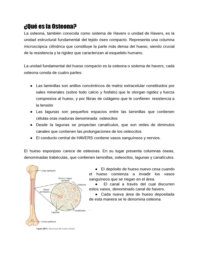 Definición de Osteona en Hueso Compacto | PDF | Hueso | Morfología ...