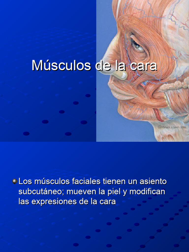 Músculos Faciales y sus Funciones | PDF | Cara | Anatomía