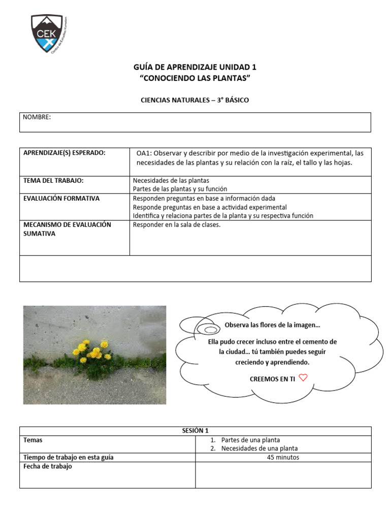 Necesidades y Partes de las Plantas | PDF | Plantas | Tallo de la planta