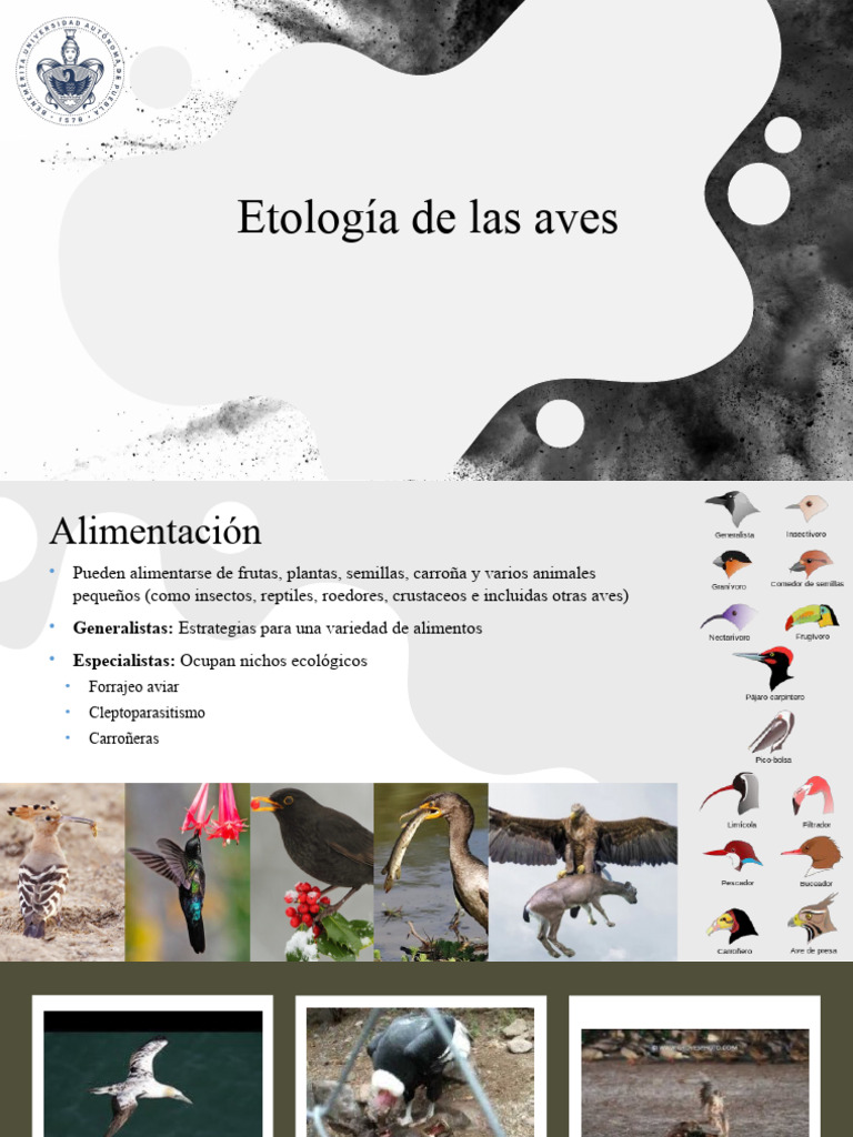 Etología de Las Aves | PDF | Aves | Zoología