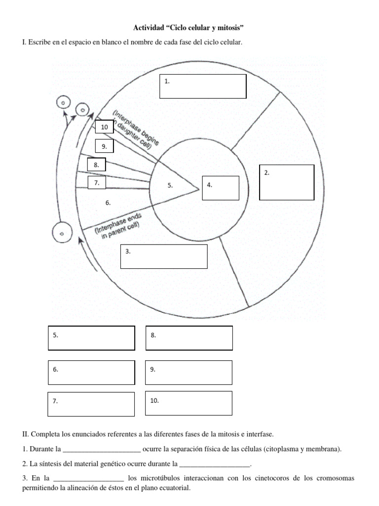 Actividad Ciclo Celular y Mitosis | PDF