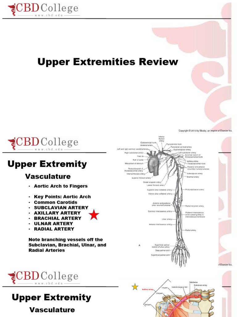 Upper Extremities Review | PDF | Elbow | Shoulder