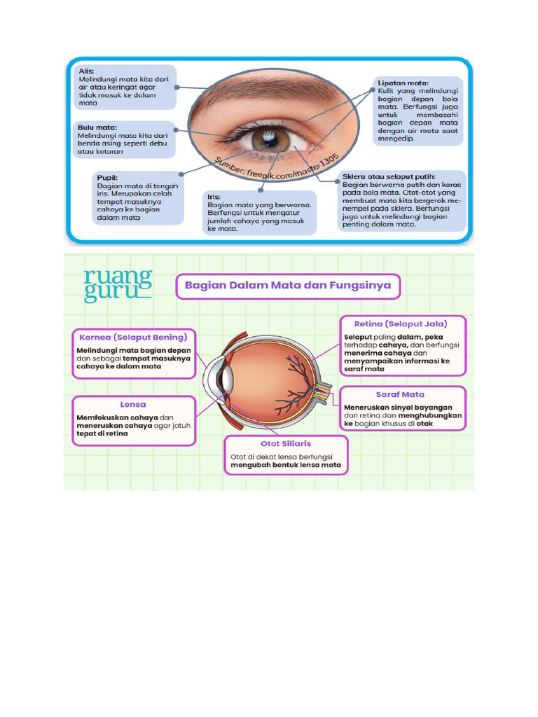 Bagian Mata | PDF