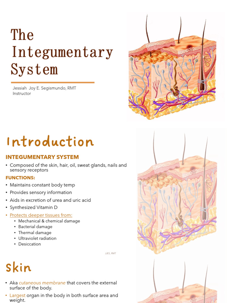 Integumentary System | PDF | Wound Healing | Skin