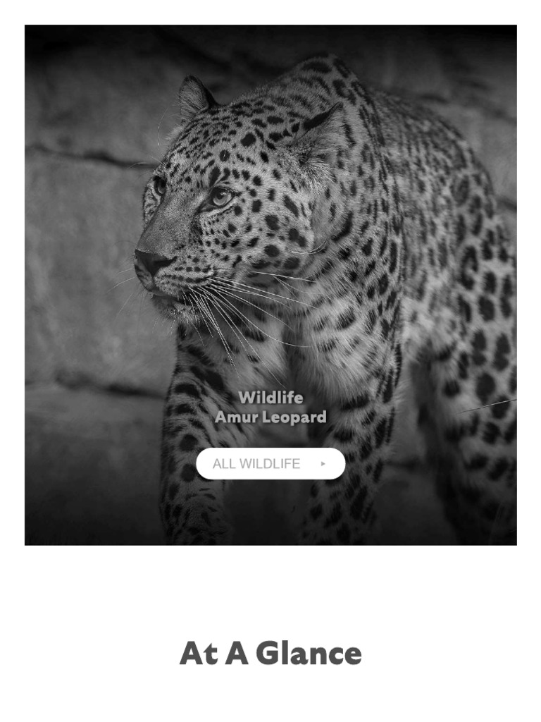 Amur Leopards | PDF