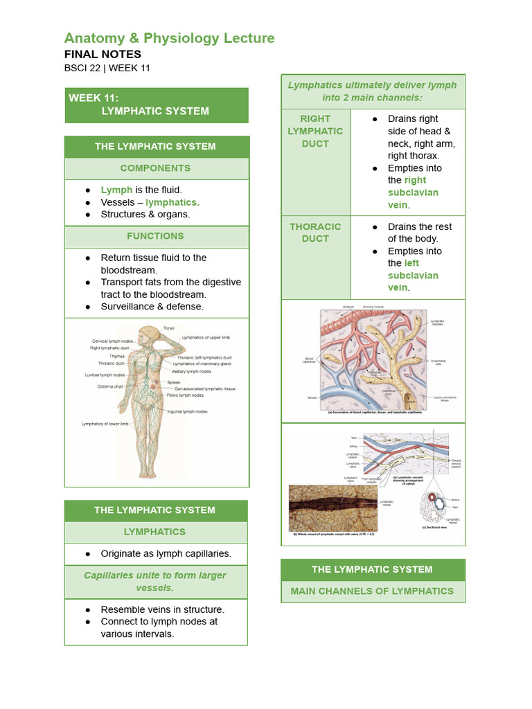 Lymphatic System Overview and Functions | PDF | Lymphatic System ...