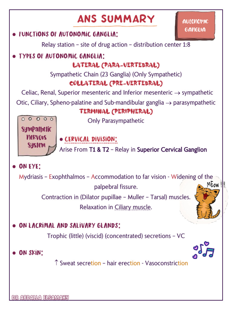 Ans Summary | PDF | Autonomic Nervous System | Human Anatomy