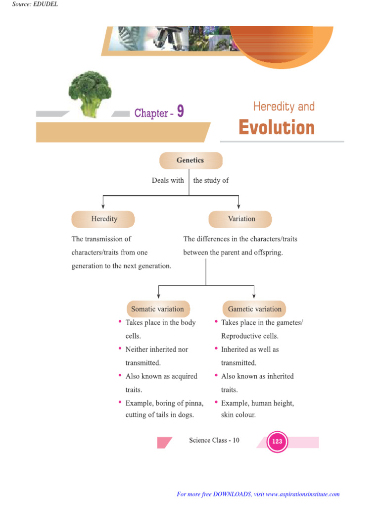 10 Sci Heredity and Evolution Notes | PDF | Dominance (Genetics) | Heredity
