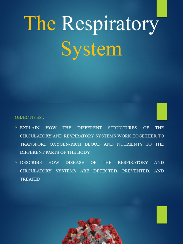 Lesson 1 Respiratory System | PDF | Respiratory Tract | Lung