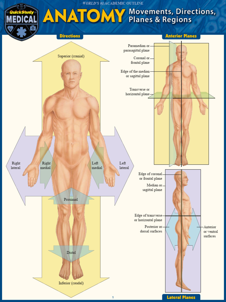 Anatomy - Directions, Planes, Movements & Regions a QuickStudy ...