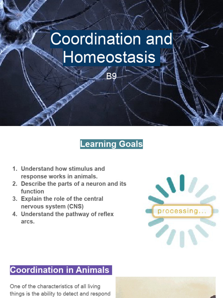 IGCSE Biology B9 Coordination and Homeostasis | PDF | Nervous System ...