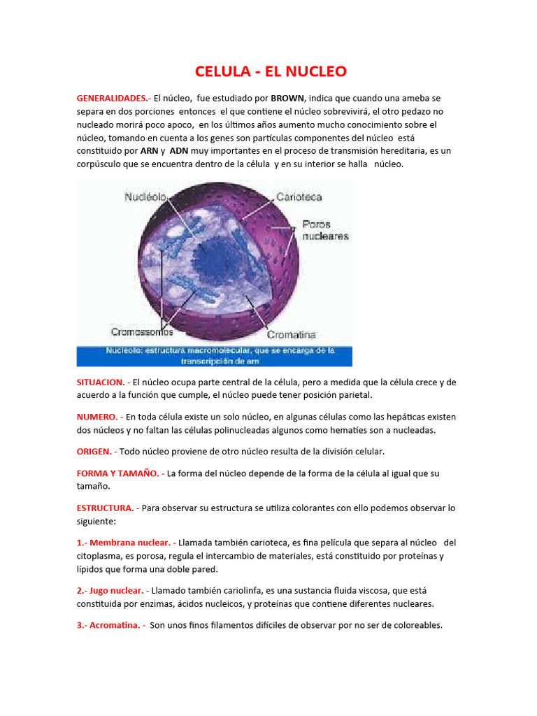 Estructura y Función del Núcleo Celular | PDF