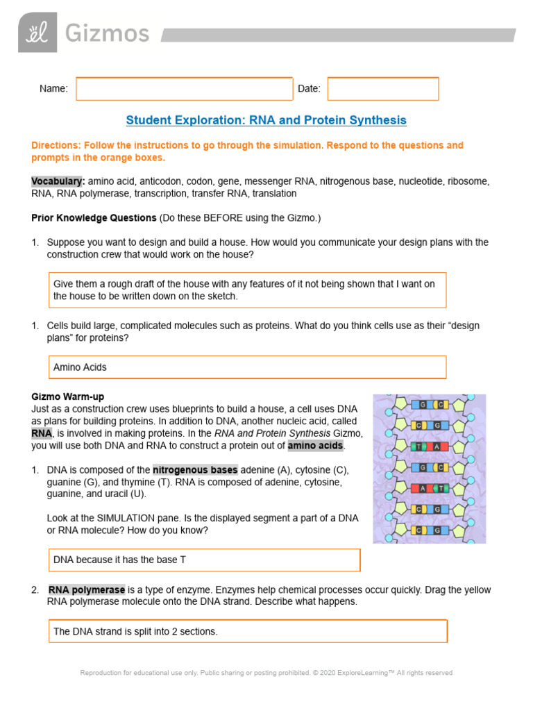 RNA Protein Synthesis SE | PDF | Rna | Translation (Biology)