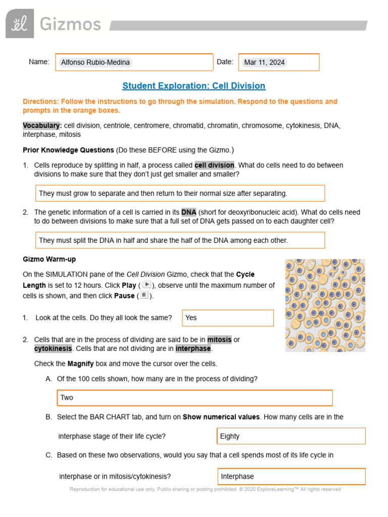 Cell Division Student Exploration Doc - Alfonso Rubio-Medina | PDF ...