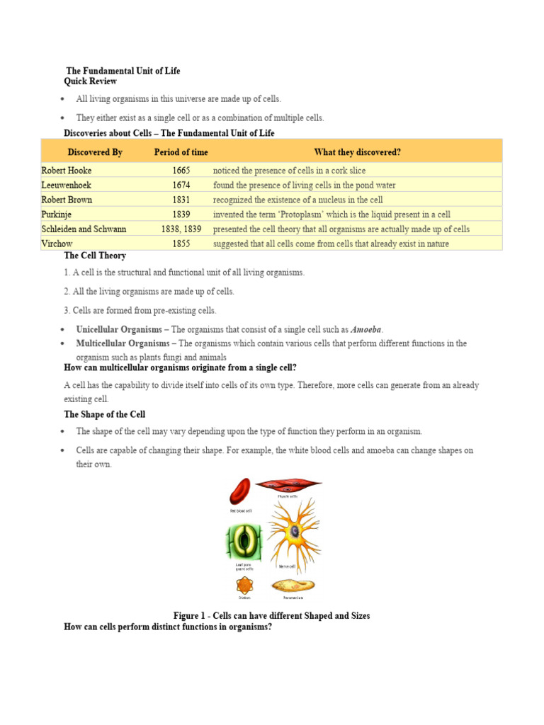 Fundamental Unit of Life - Notes | PDF | Endoplasmic Reticulum ...