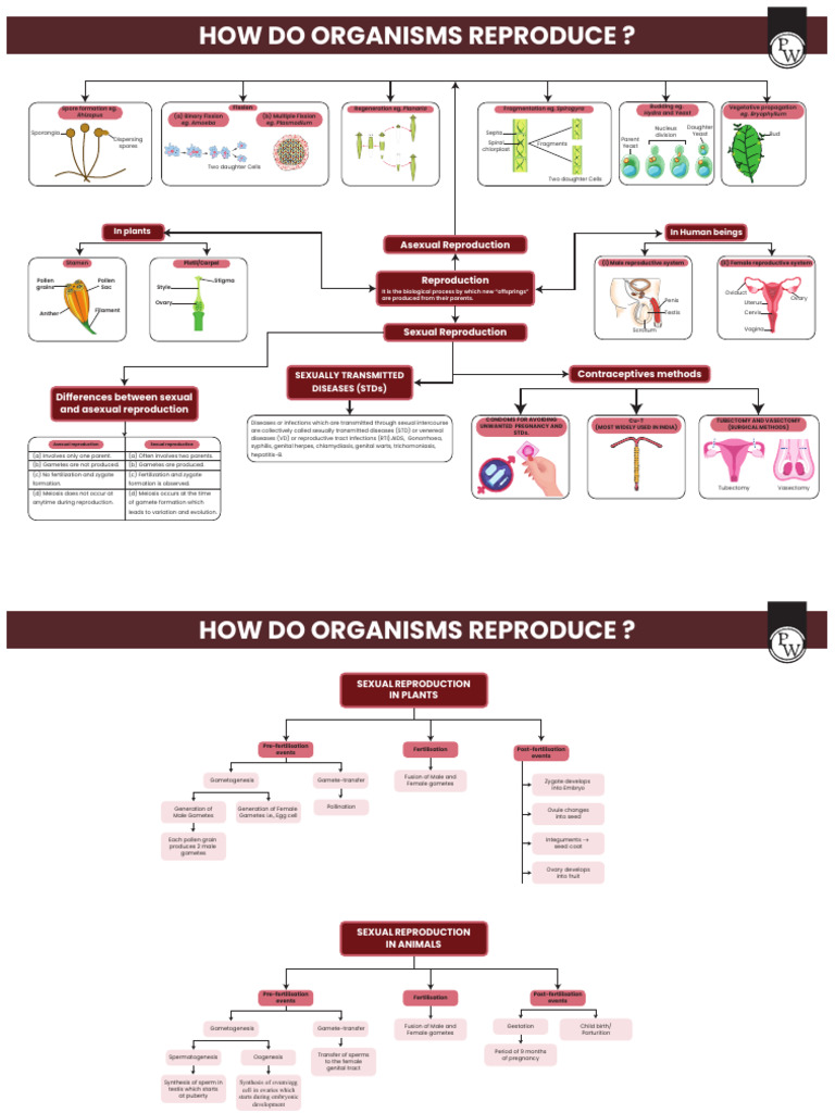 How Do Organism Reproduce | PDF | Sexual Reproduction | Fertilisation