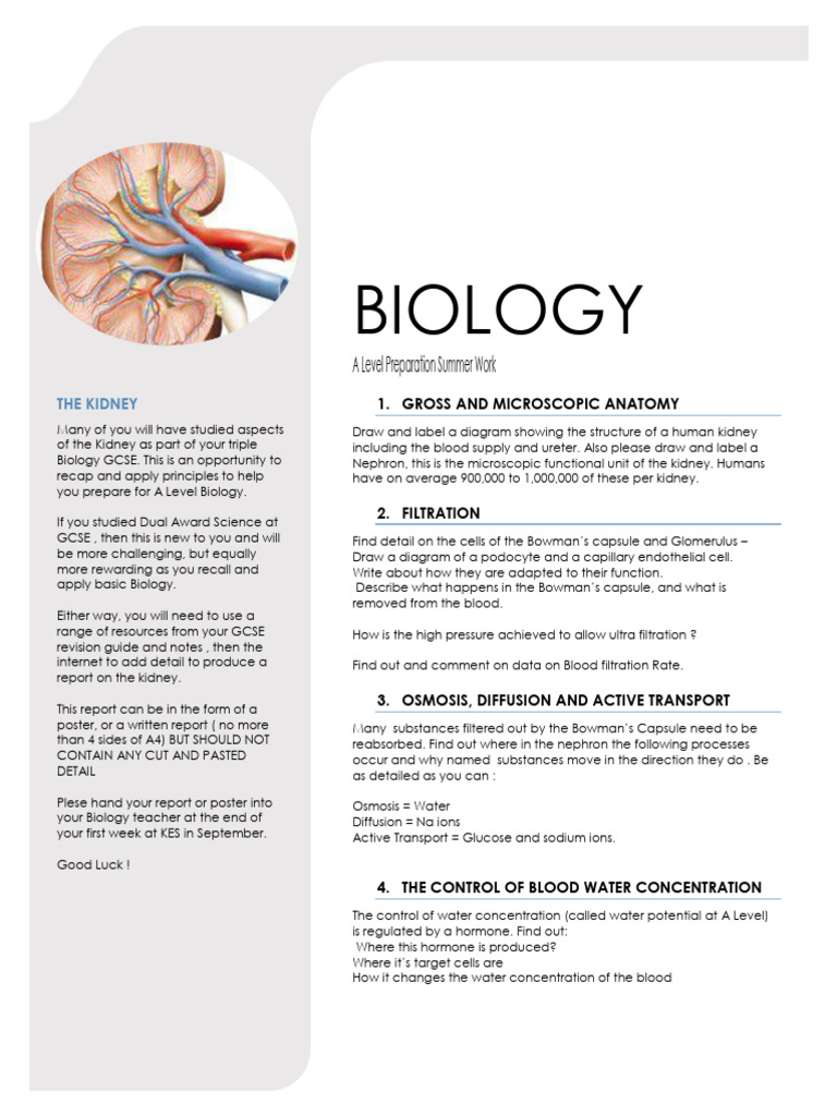 A Level Biology: Kidney Study Guide | PDF | Kidney | Biology