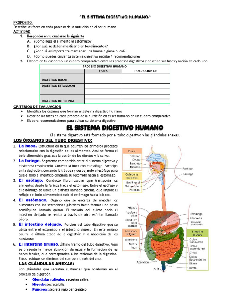 Ficha Del Sistema Digestivo Humano | PDF | Digestión | Sistema ...