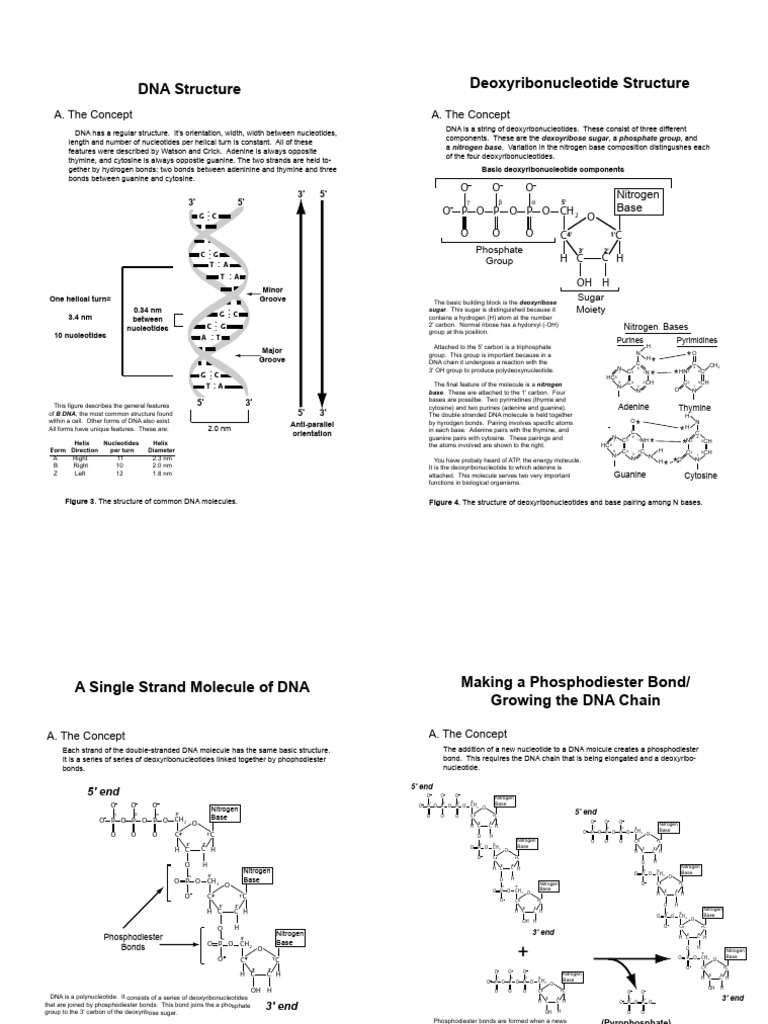 DNA Structure Deoxyribonucleotide Structure: A. The Concept A. The Concept | PDF | Dna ...