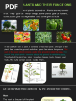 Edible Parts of Plants Explained | PDF | Fruit | Vegetables