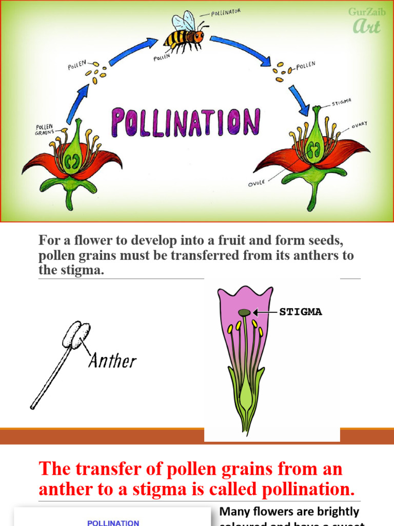 Pollination | PDF
